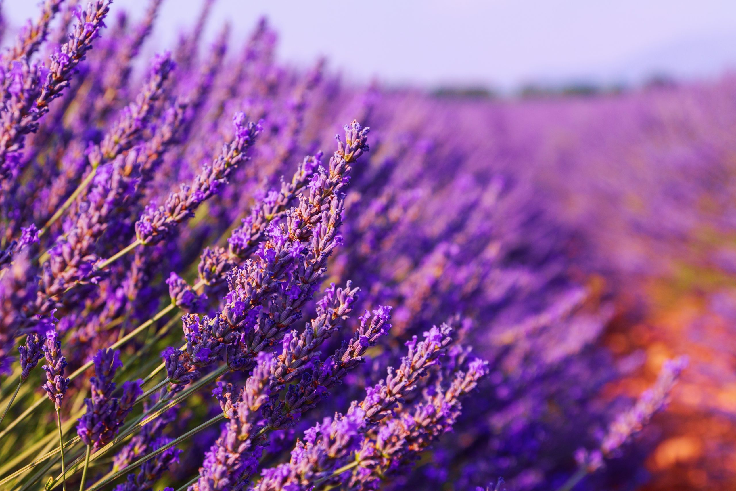 Lavender: Formation and Uses - Tech Quads